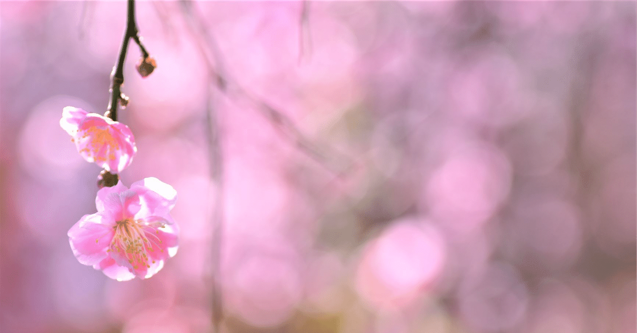 素敵な方々へ｜sacchin