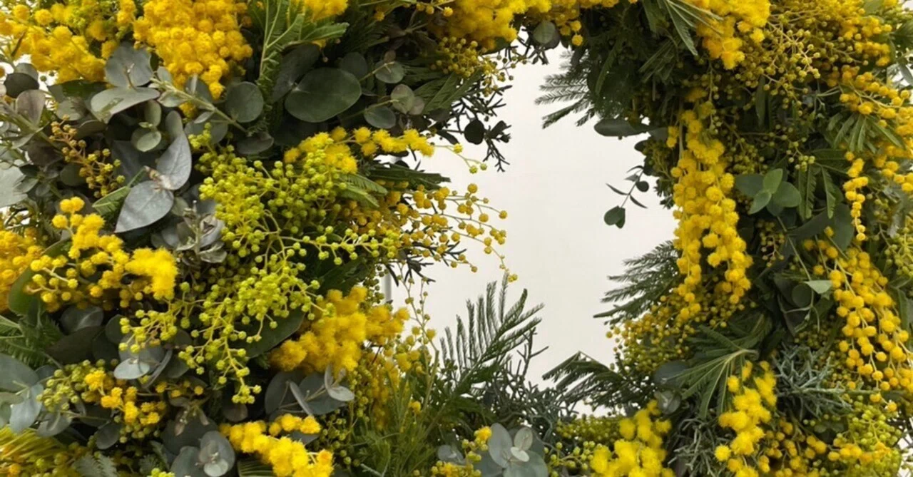 mimosa｜note