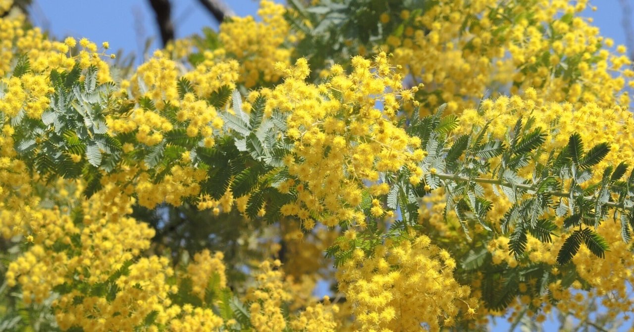 Spring of Deception ー 春の暖かさに騙されて｜Jantal Mantal