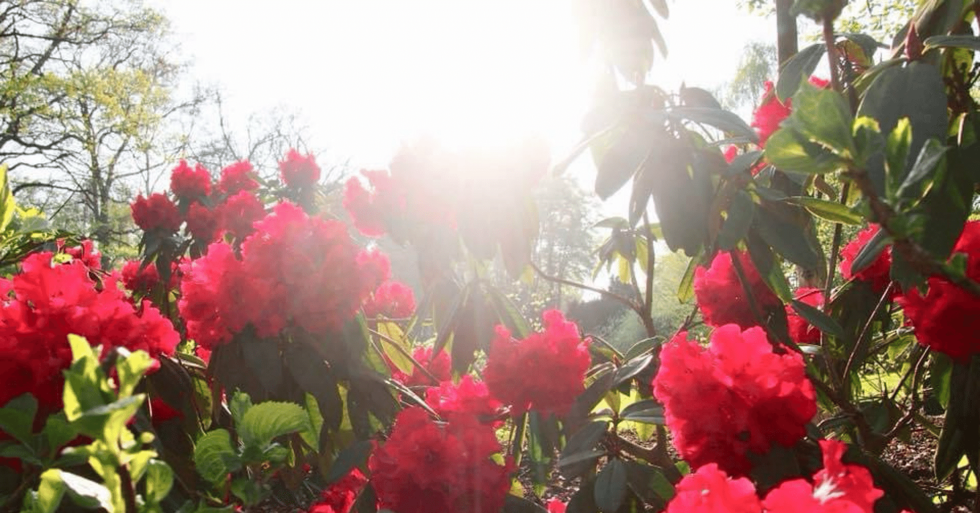 Yurino Oshima｜note