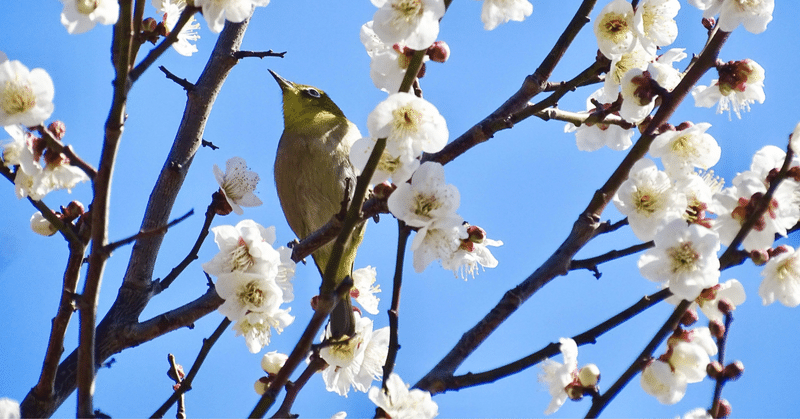 kuronekomarimo｜note