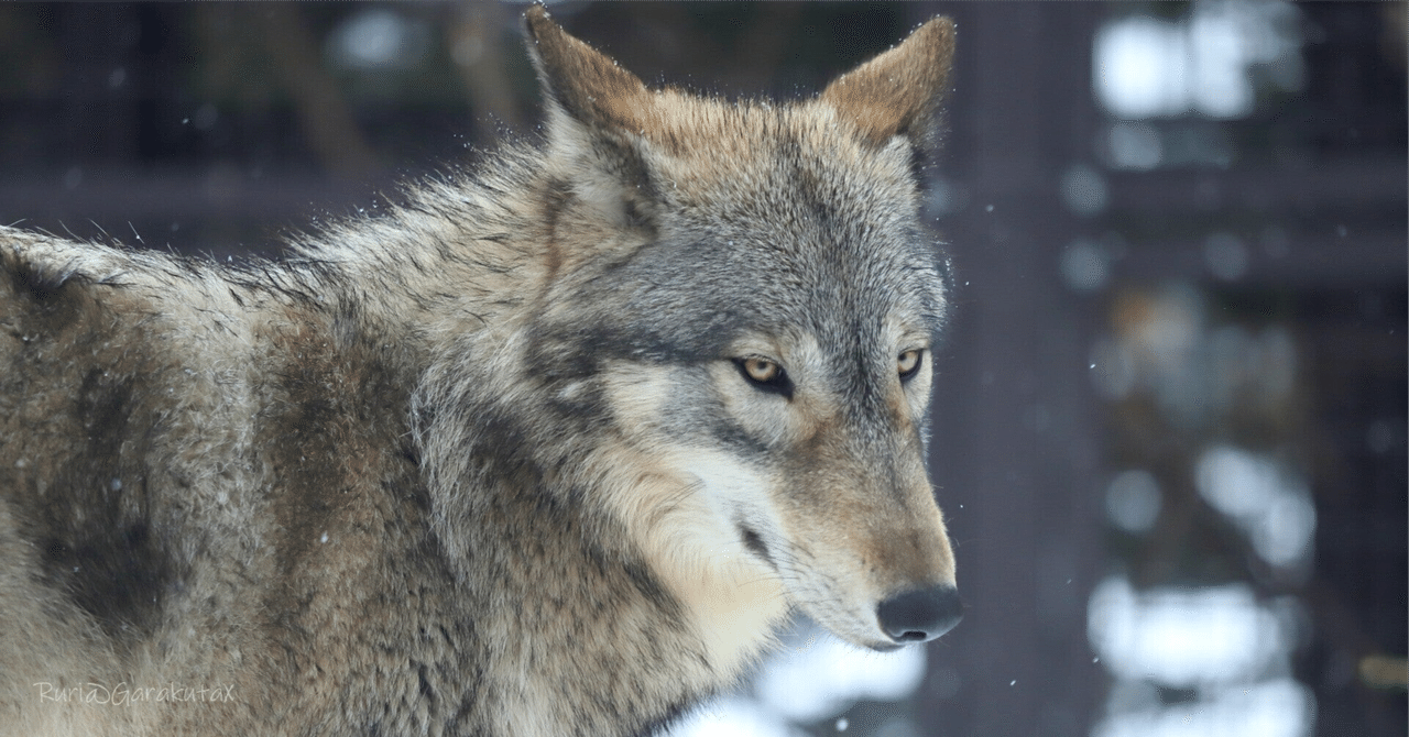 💙(xpron002)『THE WOLF AND THE LAMB』発音記号付き英文｜taka saito