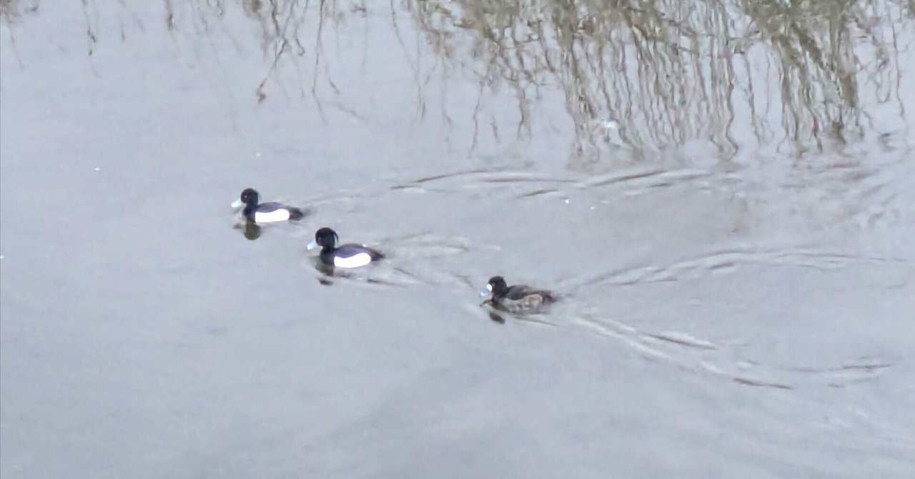 『里恋詩くて・・・熊野・高野』紀伊を愛した怒涛詩人さとちゃんを忘れない【448】｜ichiro70