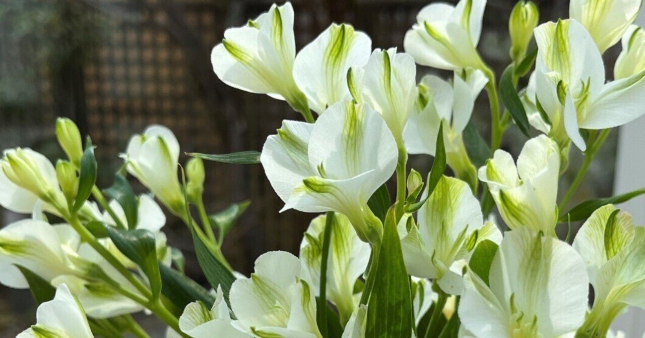 今日の1枚（2024/3/8）｜Chikako