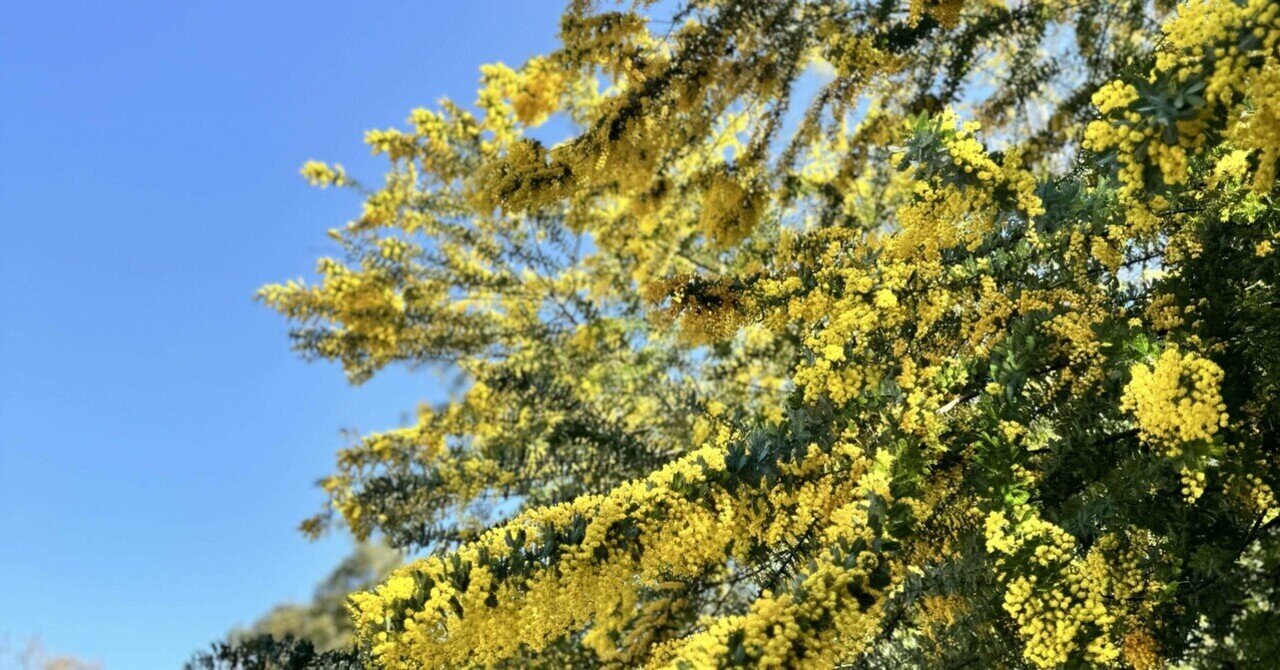 ミモザ燃ゆ｜kyo☆ko