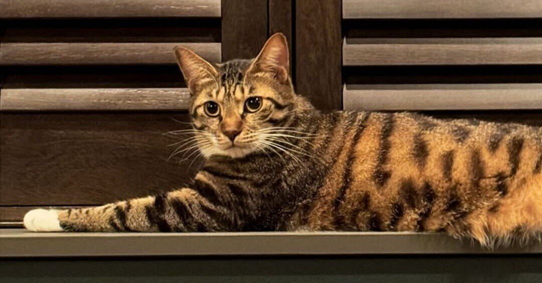 ゚(///‐) 𝑴𝒊𝒛 (‐///)゚ .*♡*. ゚｜note