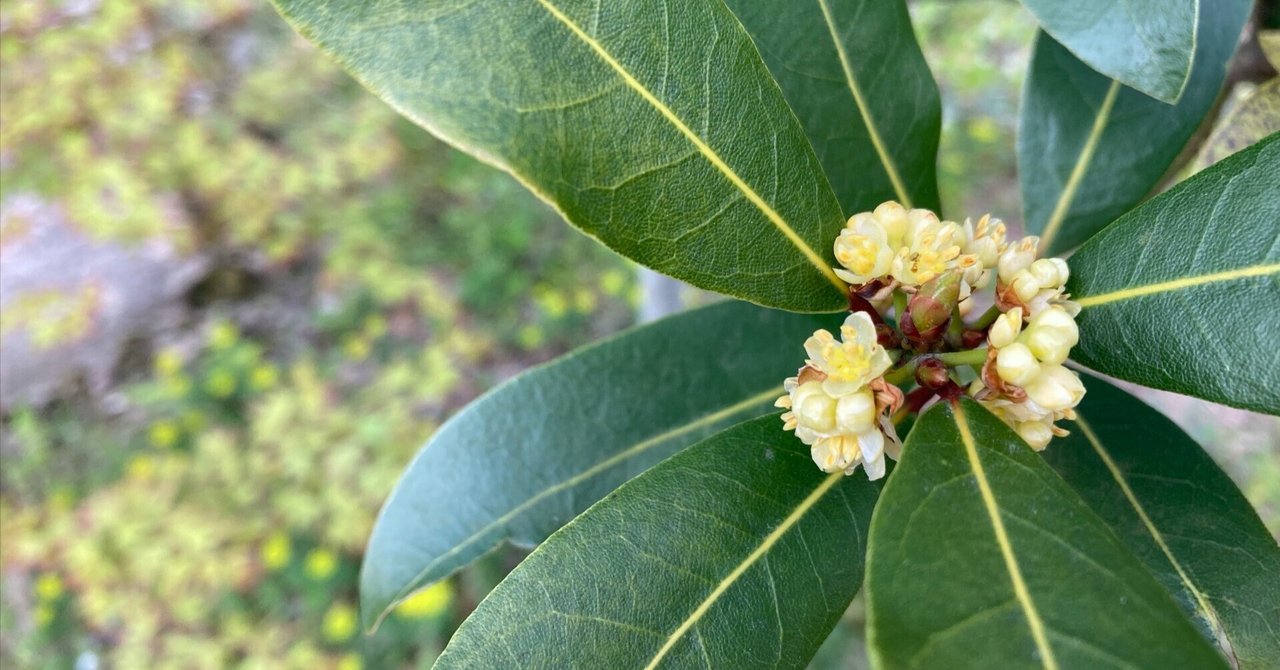 1年目のハーブたち｜puutarha teetä