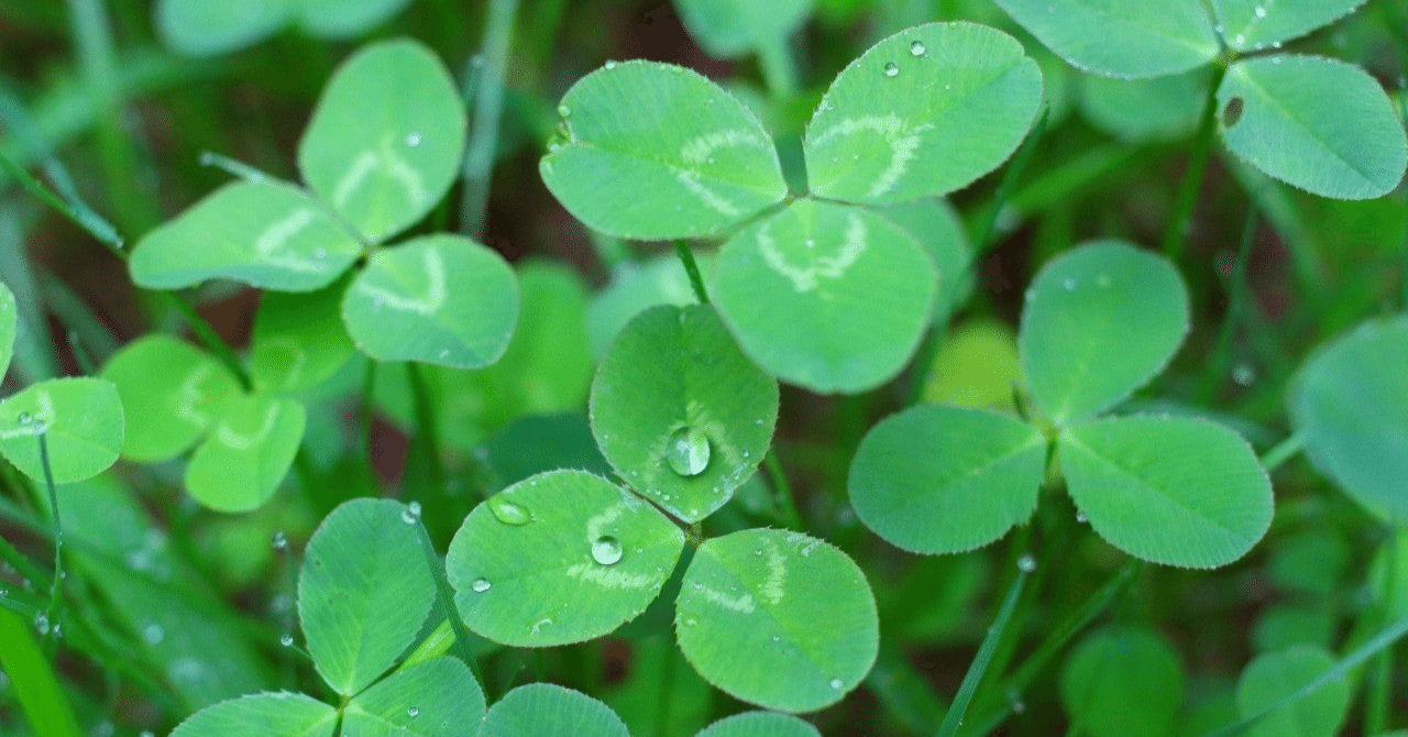 自己紹介🍀｜Setaの思考のゴミ箱🚮