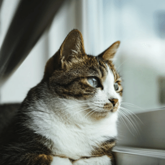 清い気持ち｜Sakaue