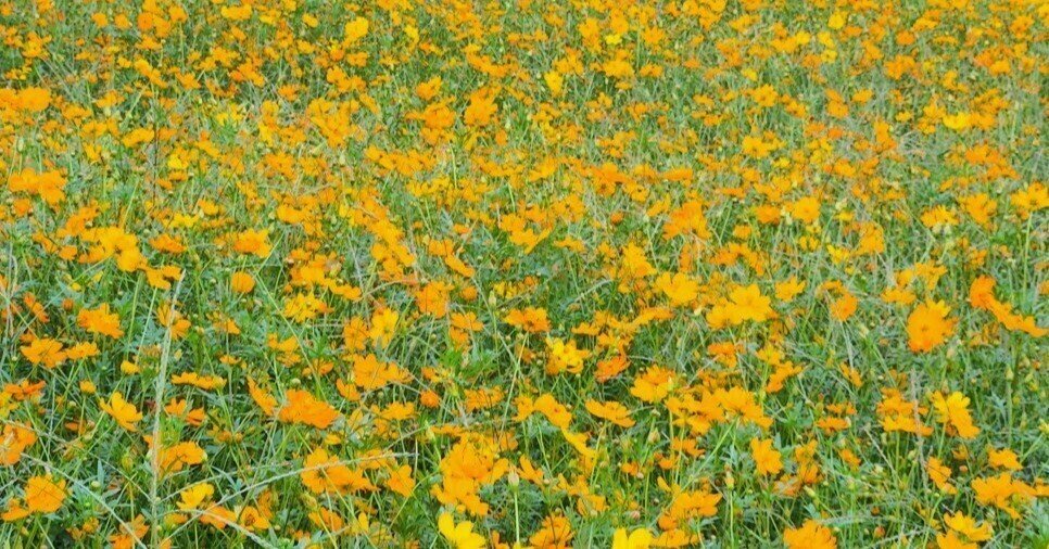 Isamu yoshida｜note