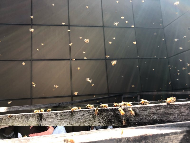 下町ハニー🐝はじめ〼｜yabusan（823）