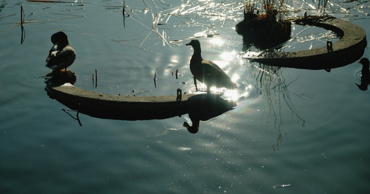 kawauso_maryan｜note