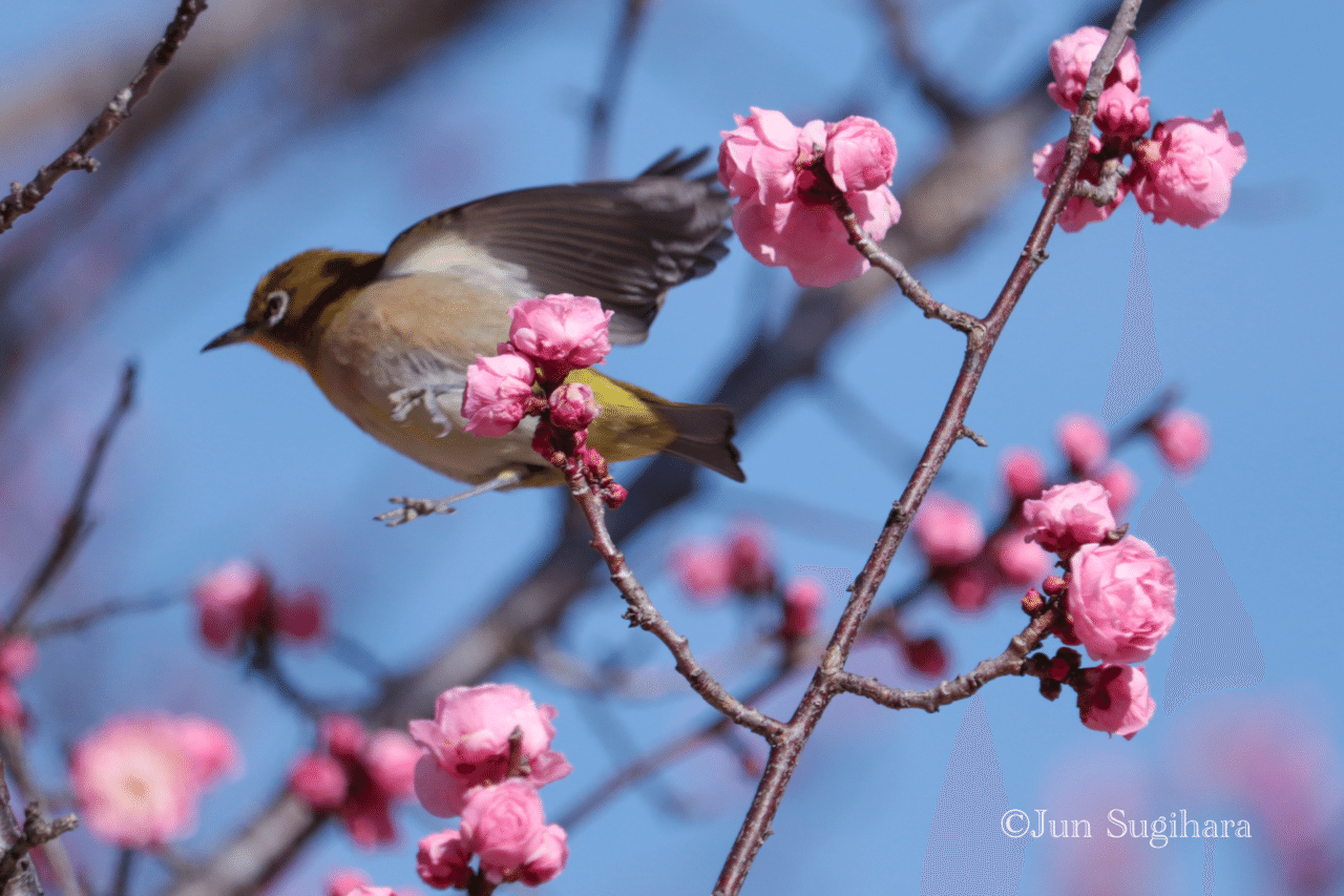 ウメジロー／White-eyes on the plum tree｜ス・ギー