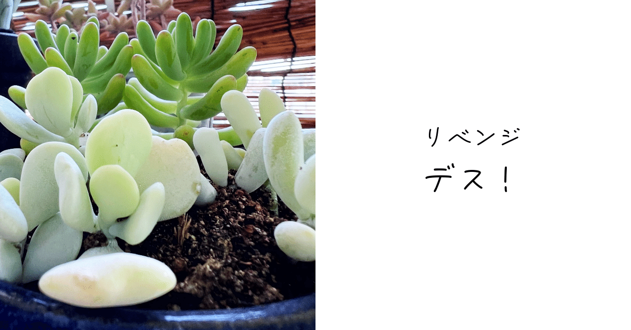 リフォレストした土で今年最初に栽培するのは、4年目のリベンジと、春のアイドル！｜Ms'HIRO