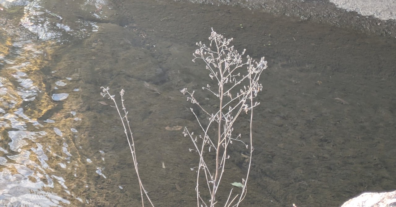 『里恋詩くて・・・熊野・高野』紀伊を愛した怒涛詩人さとちゃんを忘れない【451】｜ichiro70