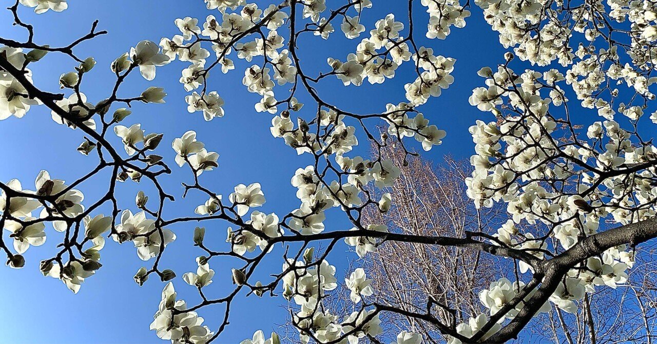 白木蓮｜micay_lala