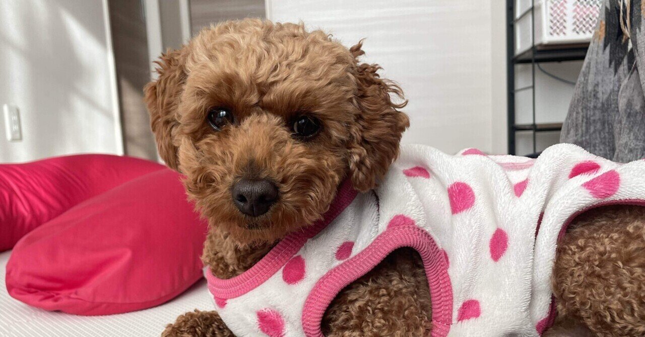 19w6d-朝から嘔吐-｜モウ