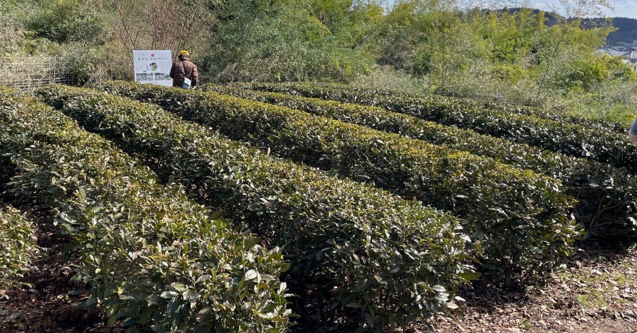 3/7 春整枝・春肥｜kazu-tomiyacha