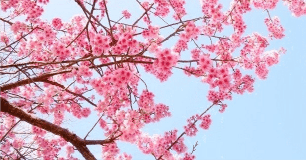 キネシオロジーと医療｜Akiko Ando