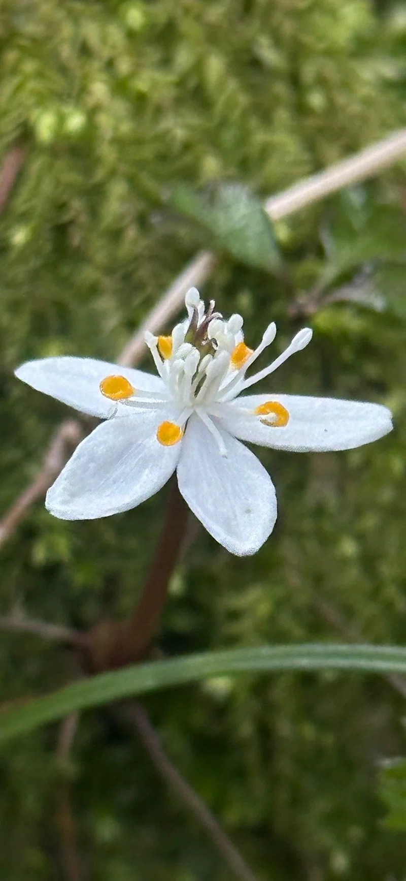 COPTIS QUINQUEFOLIA｜EGGSEED