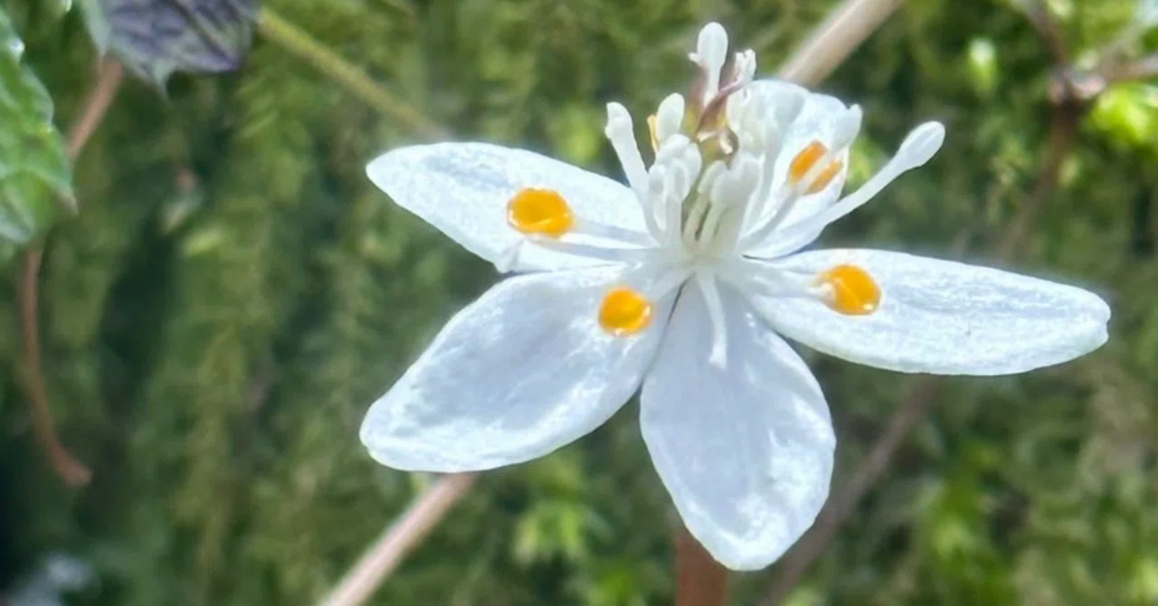 COPTIS QUINQUEFOLIA｜EGGSEED