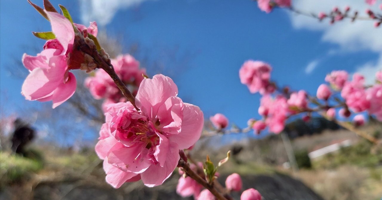 【今週3月18日月～24日日のおうし座♉オンリー占い】牡牛座♉黄金時代開幕を告げる🌸春分と火星魚座♓移動🌸｜【おうし座♉オンリー占い】