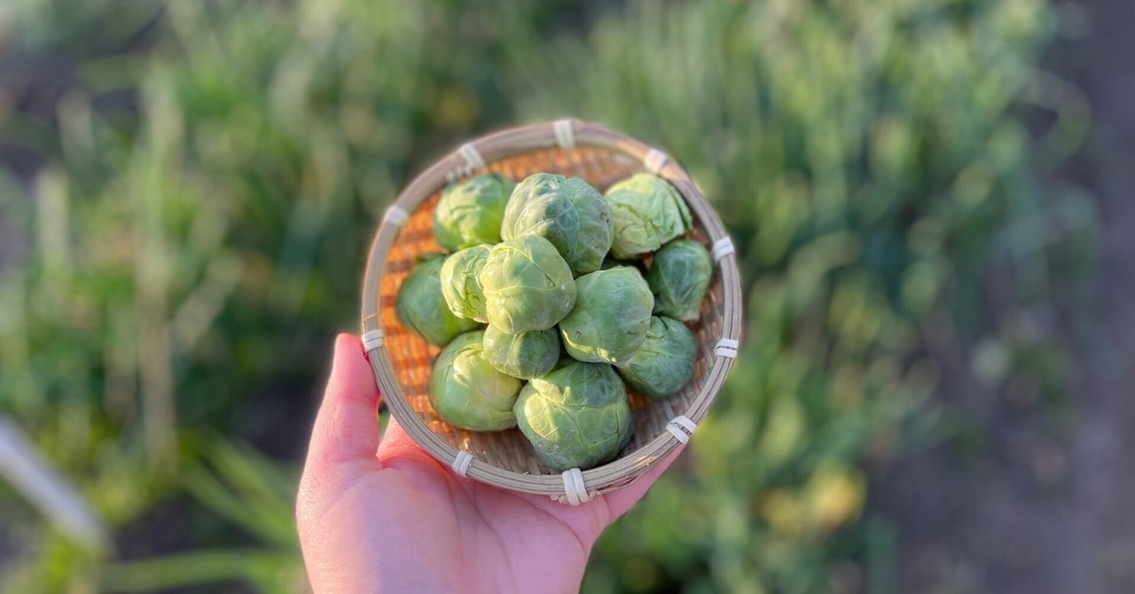 芽キャベツの収穫｜SANAE FARM | さなえファーム