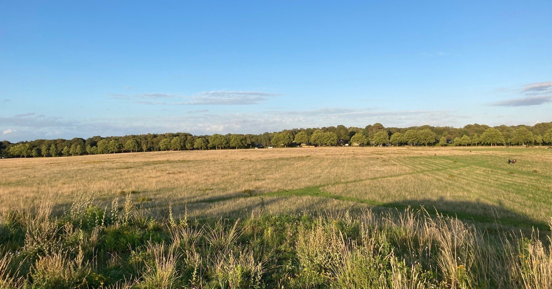 Shiori Kajikawa｜note