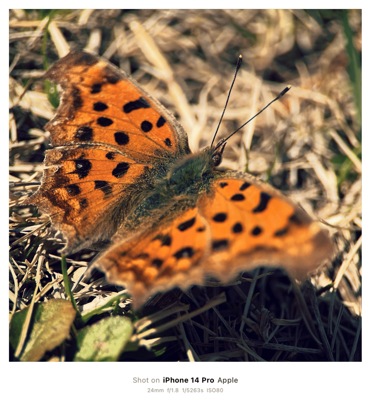 #そのへんの3cm vol.2503 iPhoneでマクロ連載 #キタテハ ｜フジイピカピ / そのへんの3cmを撮る人