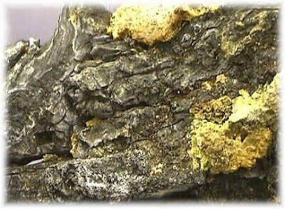 Ars.原料Arsenicum albumはヒ素。毒を持って毒を制すと理解している人がいるが違うんだな〜これが。とまれ体の冷えから来る風邪や ...