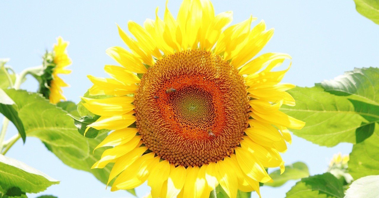 ひまわり｜Synchkrie