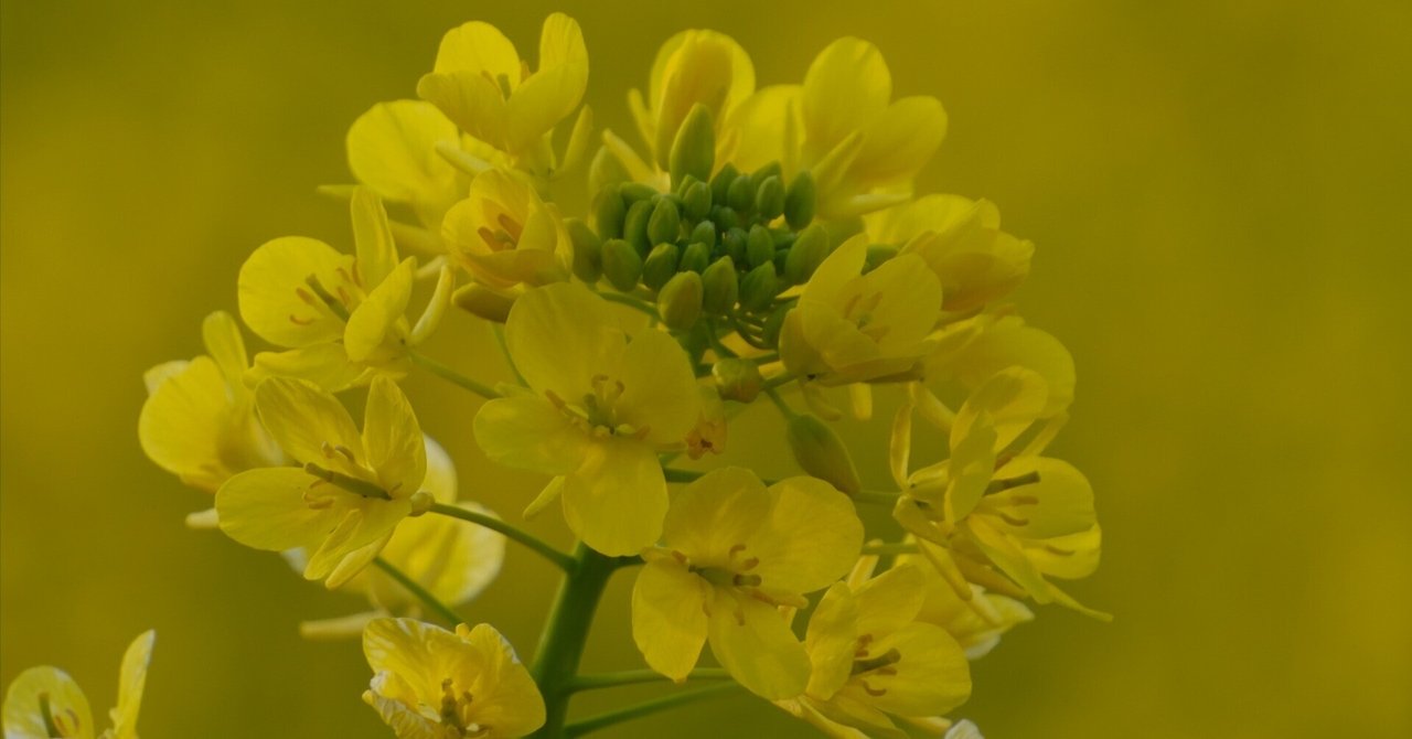 note はじめてみました｜Yoshee