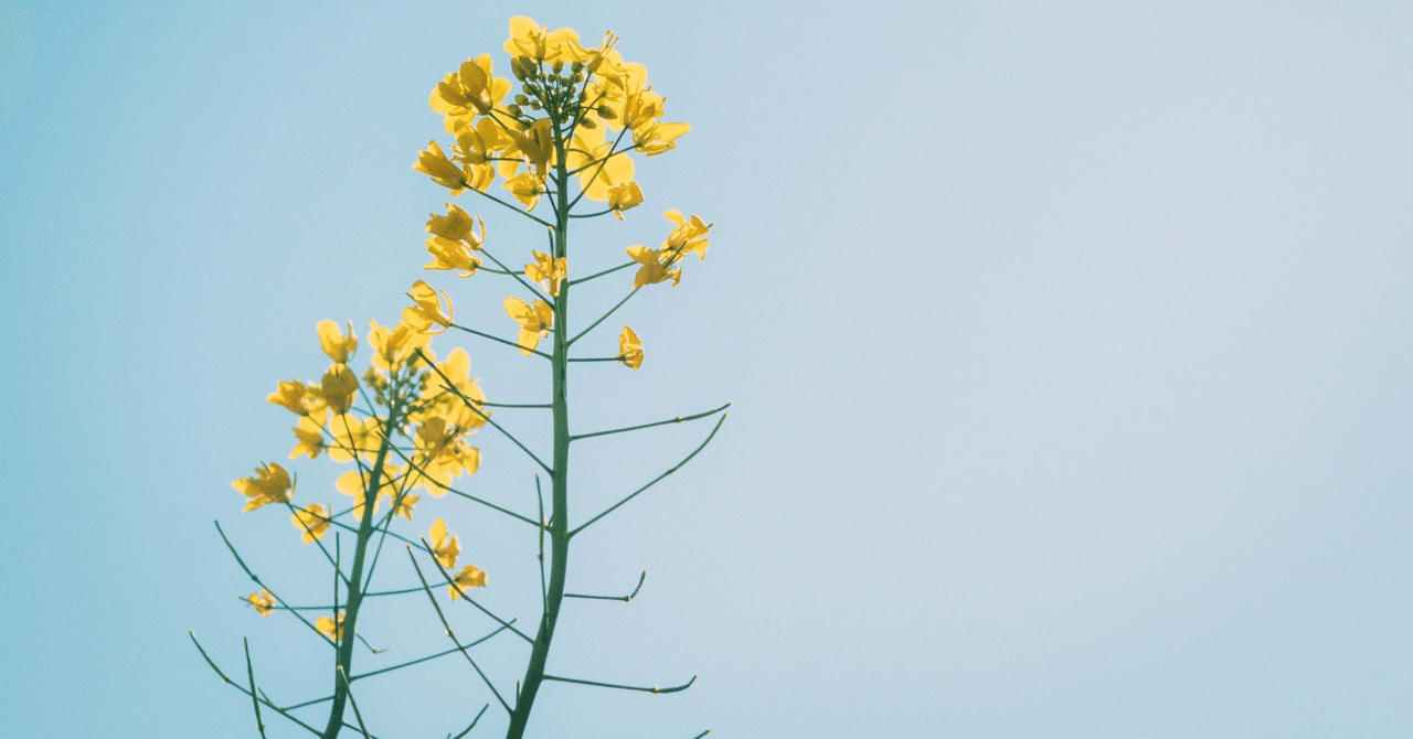 自分探しの重要アイテム｜Risa🍃Mind-Brain.Labo（元人事のセルフハックナビゲーター）