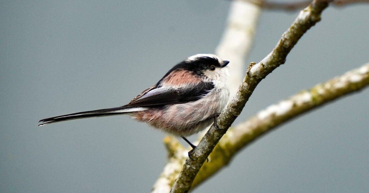 【野鳥】3月17日探鳥 2024-7｜Chacoder