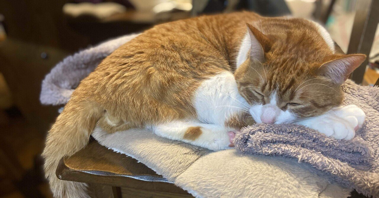 猫と暮らす｜mutaro