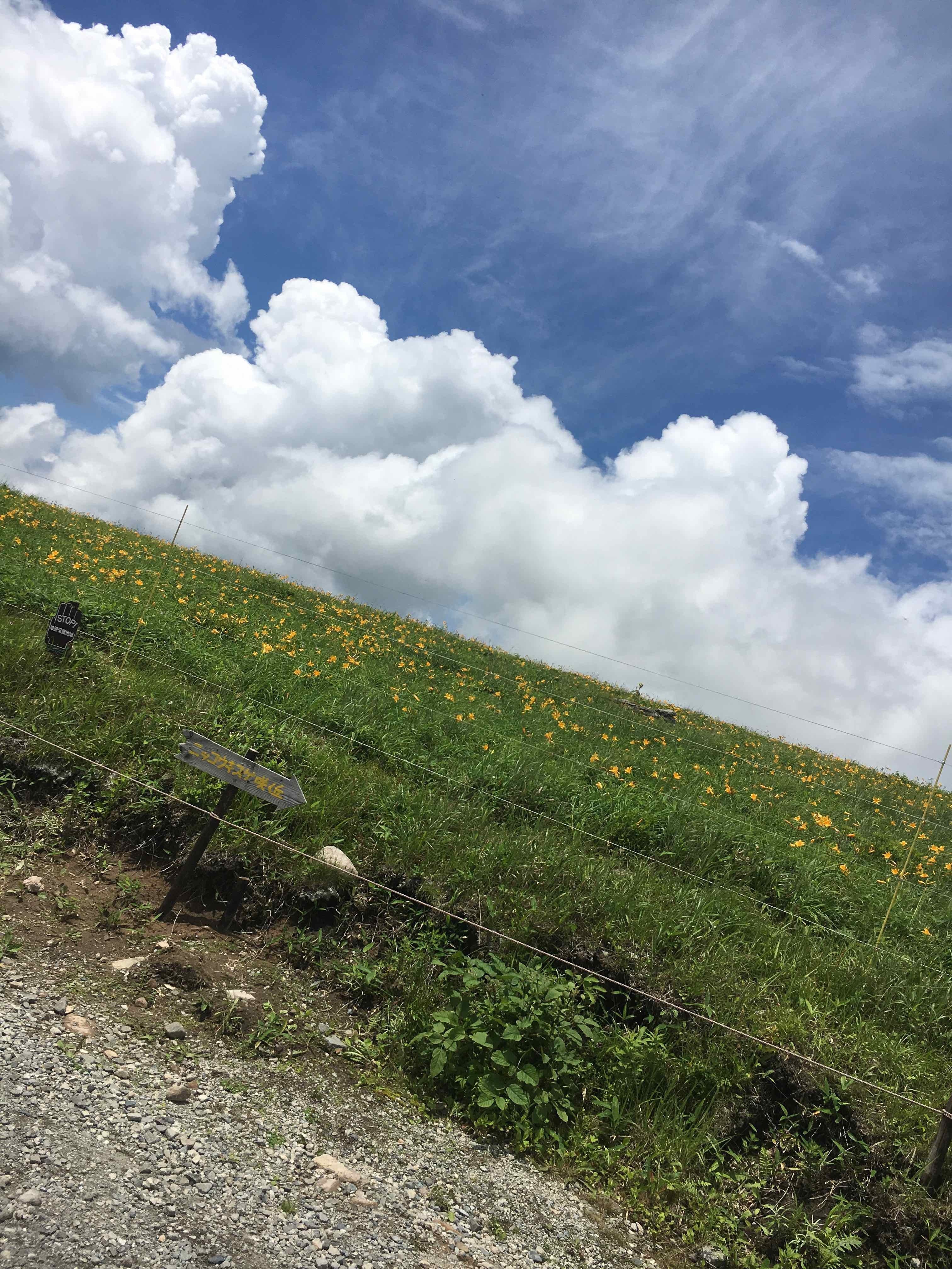 shinya shibata｜note