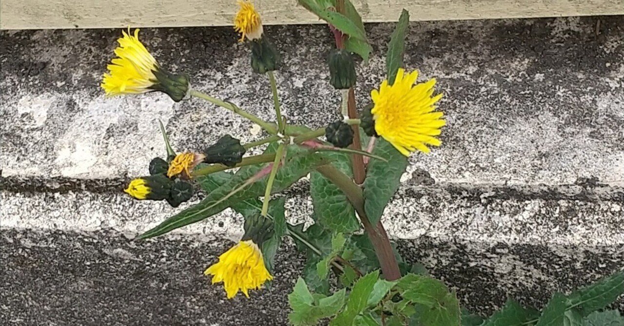 野に咲く黄色い花｜下町を愛するシニア