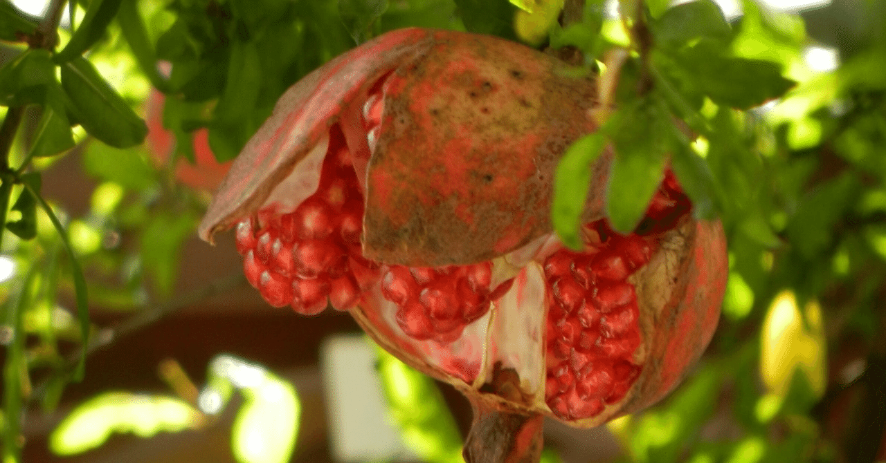 優しさを与え続けよう ～魔法のザクロの実の話～｜Yu+（ユープラス）／心が変われば人生も変わる