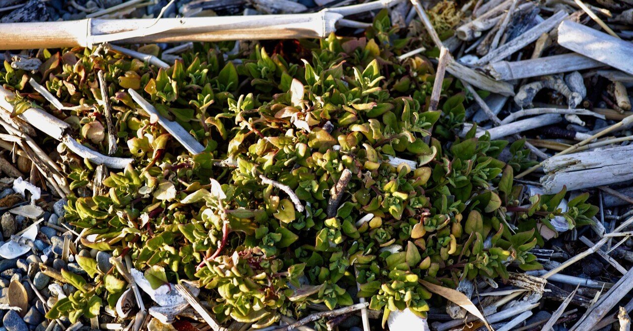 I LOVE 海岸植物｜kuno_yasuhiro