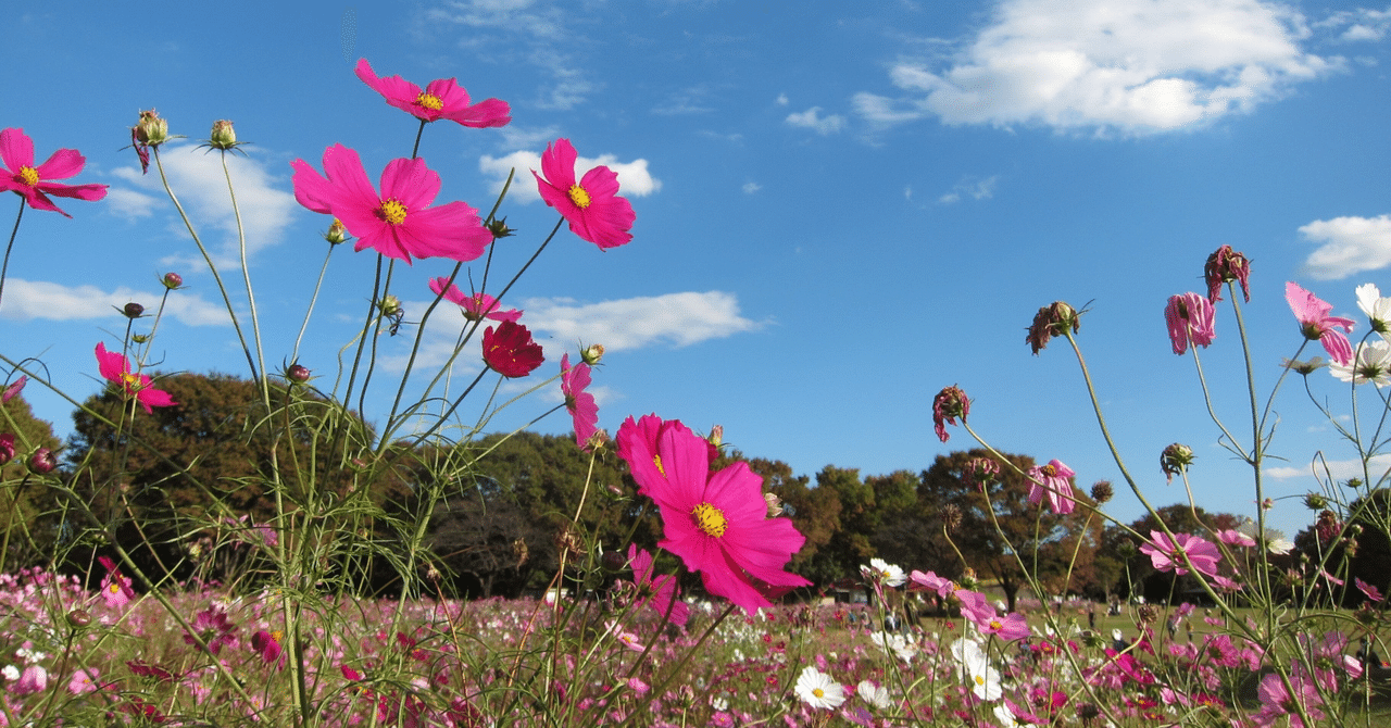 イチゴ｜雀ゴロNOB氏のJUNK STORY