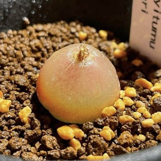 老いを感じてるniboshi｜note