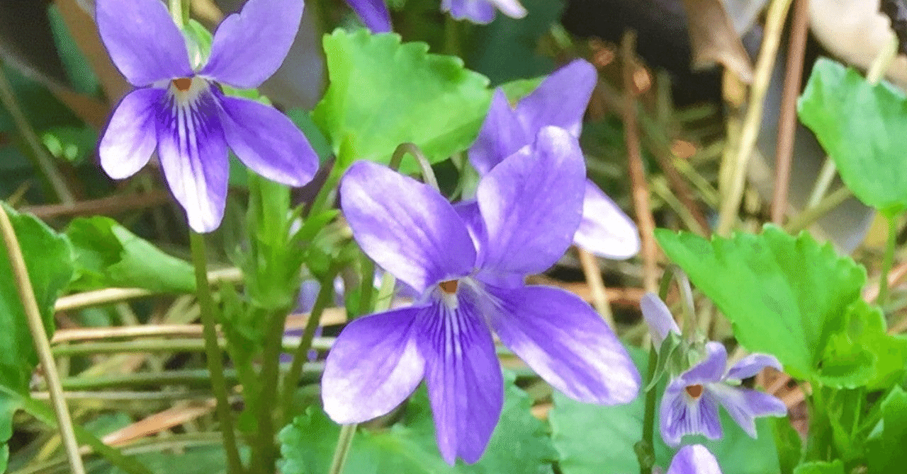 kuronekomarimo｜note