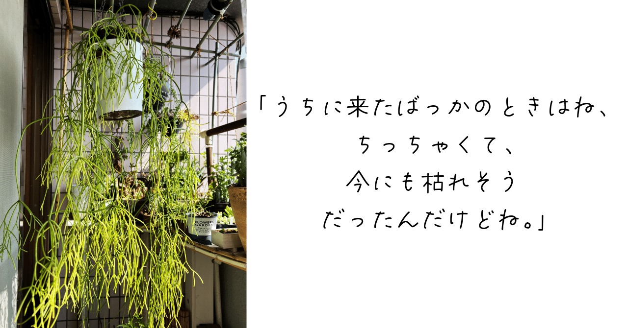 リフォレスターとリプリサス｜Ms'HIRO