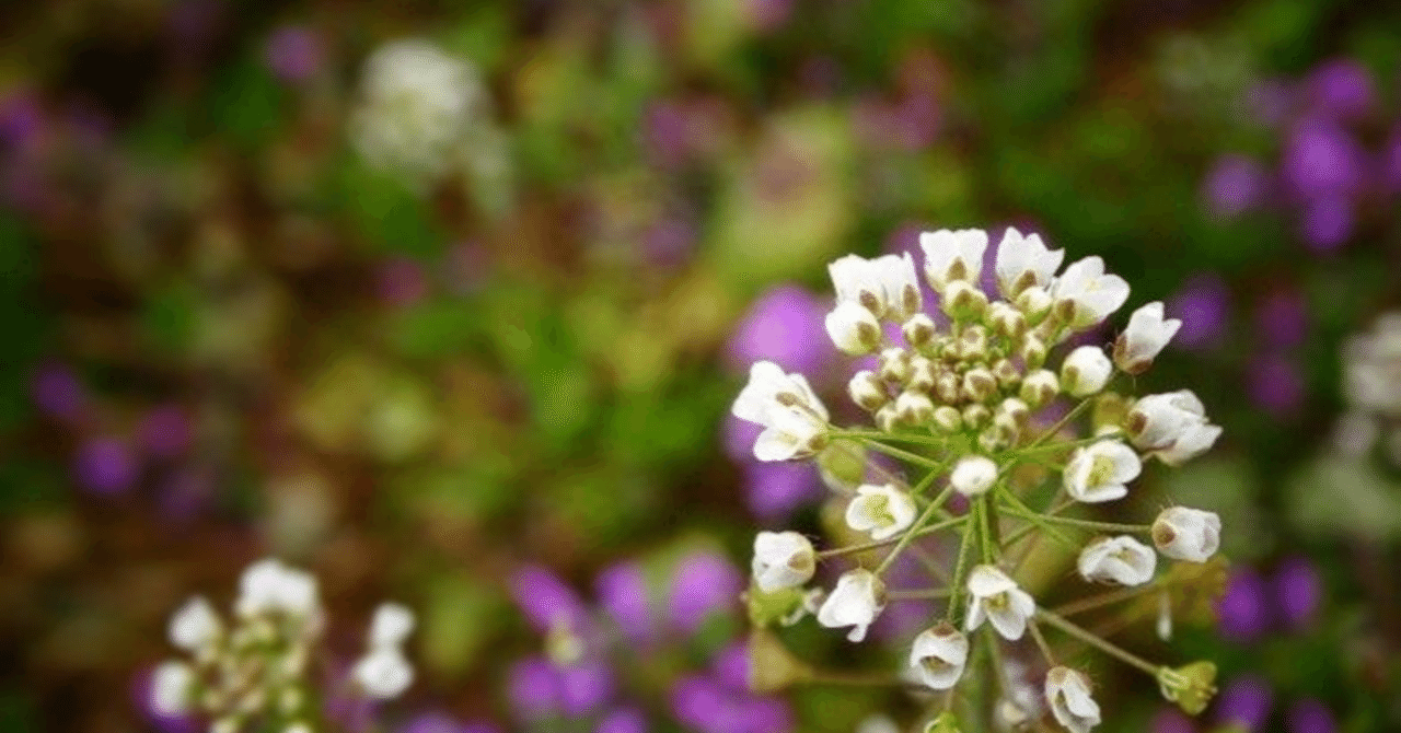 kuronekomarimo｜note