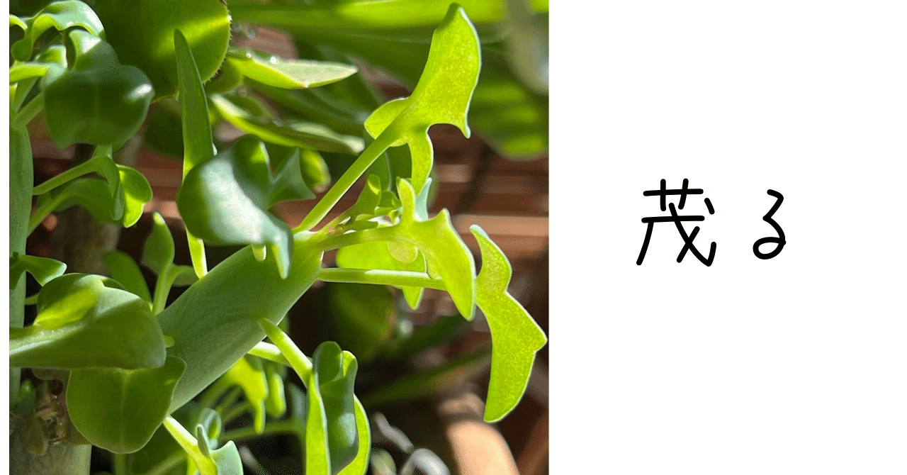 リフォレスターと七宝珠 その1｜Ms'HIRO