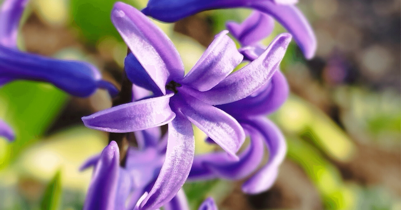 ヒヤシンスのように｜Sayo