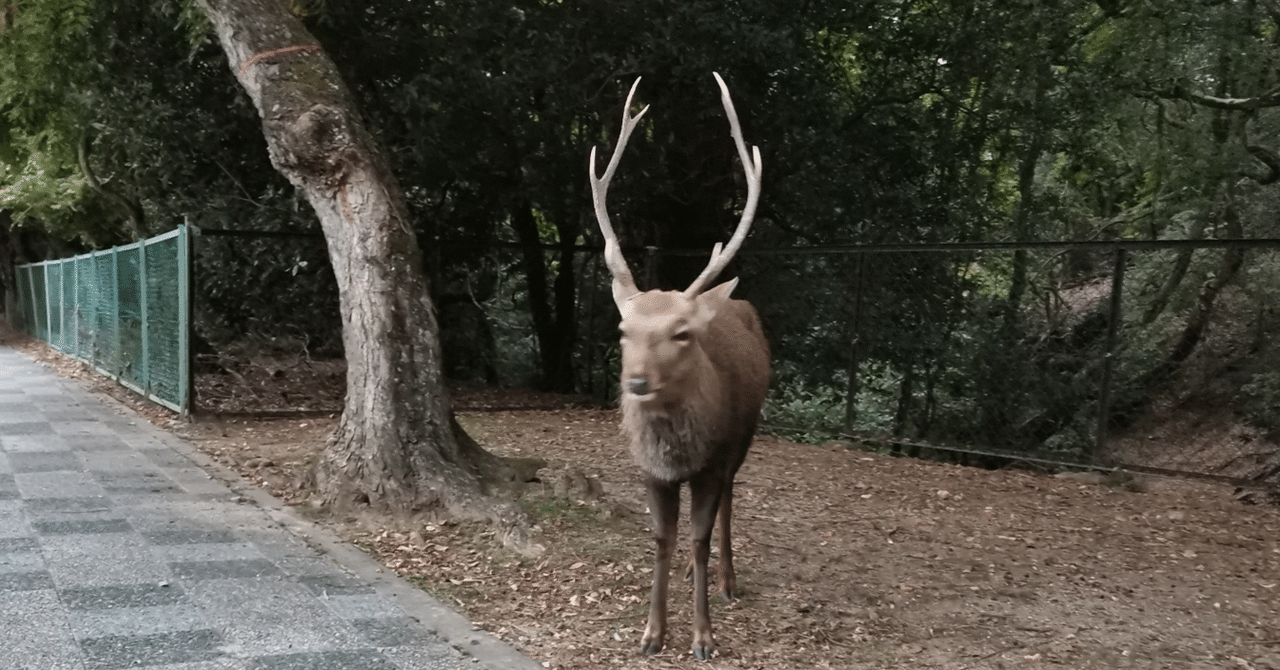 鹿の長所は大きな角！？｜Yu+（ユープラス）／心が変われば人生も変わる