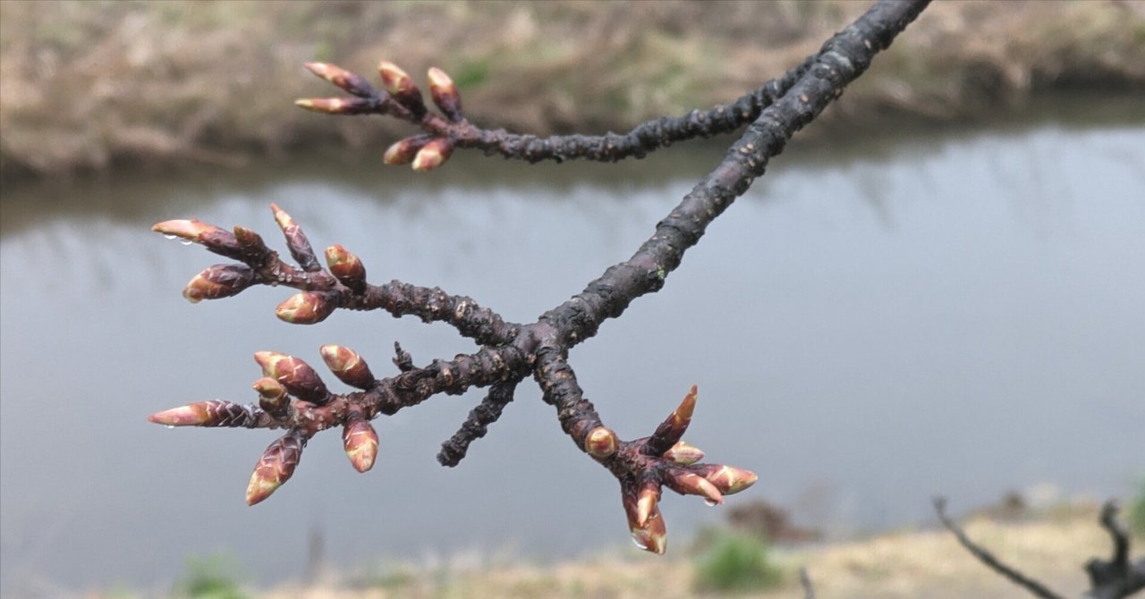一枚の画像〜そろそろ｜ichiro70