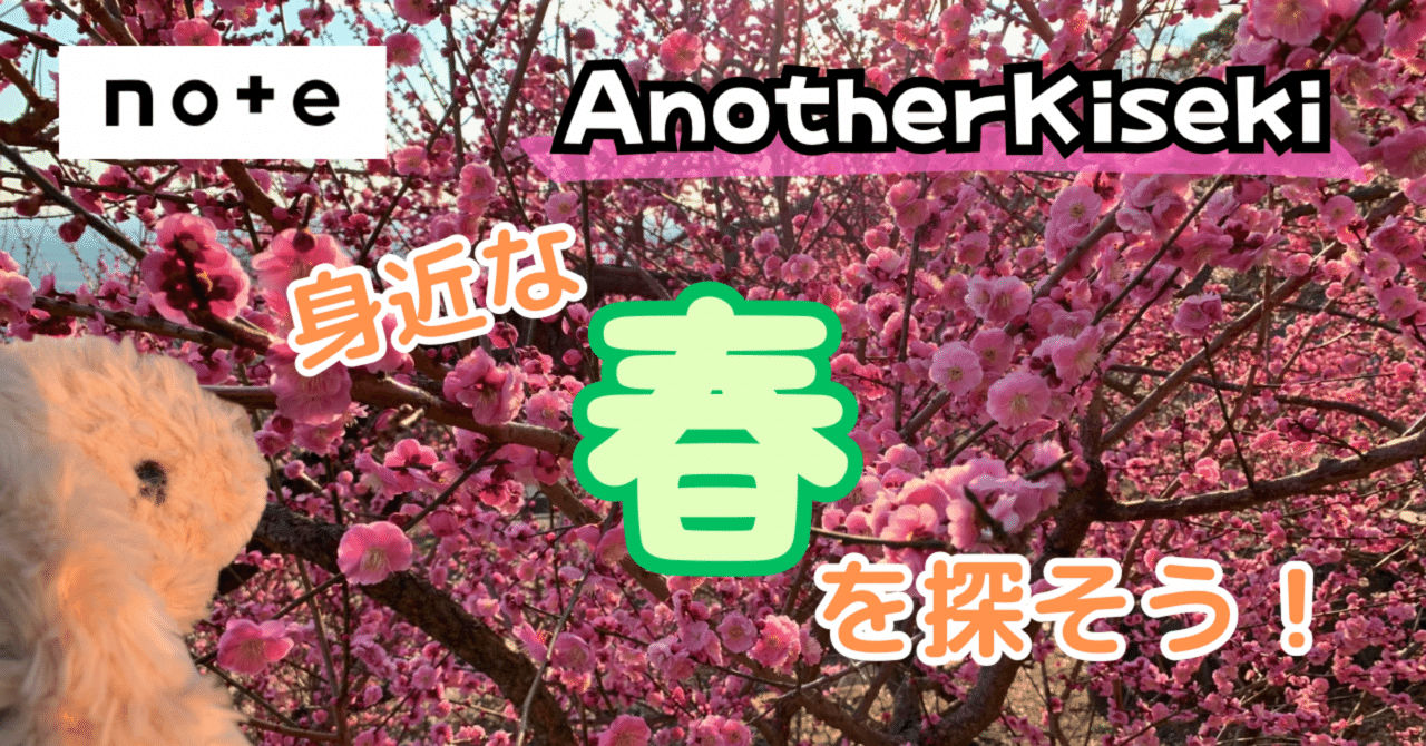 身近な春を探そう！ // AK17｜幸紗チサ（Sachisa, Chisa）