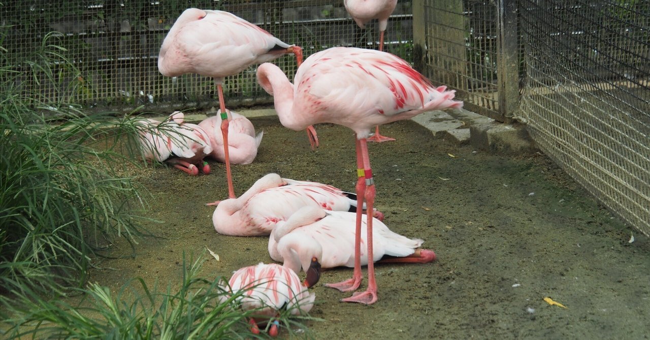 フラミンゴ物語｜M_ayumi